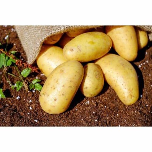 Potatoes Sebago - Earthymamma